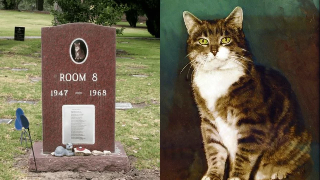 Room 8: The cat who captivated Elysian Heights Elementary Animal Awesome