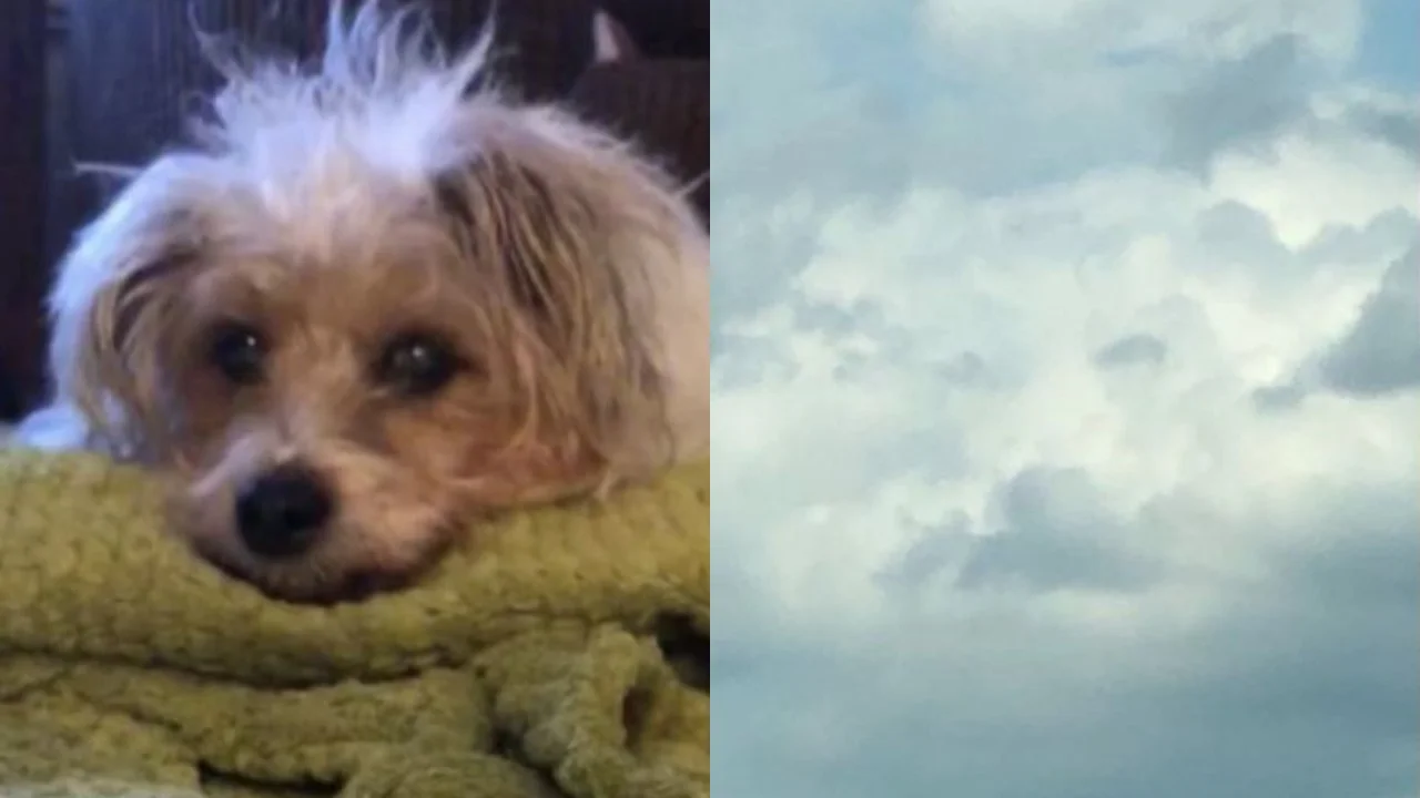 Grieving woman sees her dog’s face in the clouds after his passing ... Grieving woman sees her dog’s face in the clouds after his passing ...