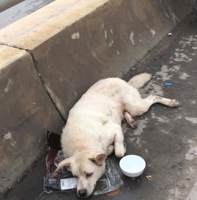 The Remarkable Journey of Murray: Triumph Over Adversity and the Power ...