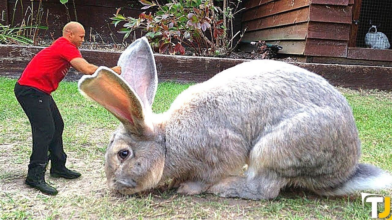 20 Of The Largest Animals Ever Captured on Camera - Animal Awesome