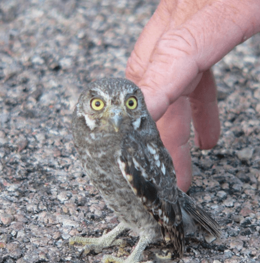Meet the Elf Owl: The World’s Smallest Hunter - Animal Awesome