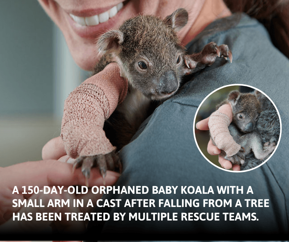 Poor koala Joey's difficult rescue and recovery journey - Animal Awesome