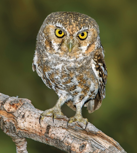 Meet the Elf Owl: The World’s Smallest Hunter - Animal Awesome