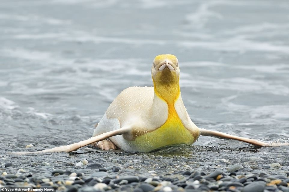 Rare Yellow Penguin Spotted in South Georgia: A Mystery Unfolding in ...