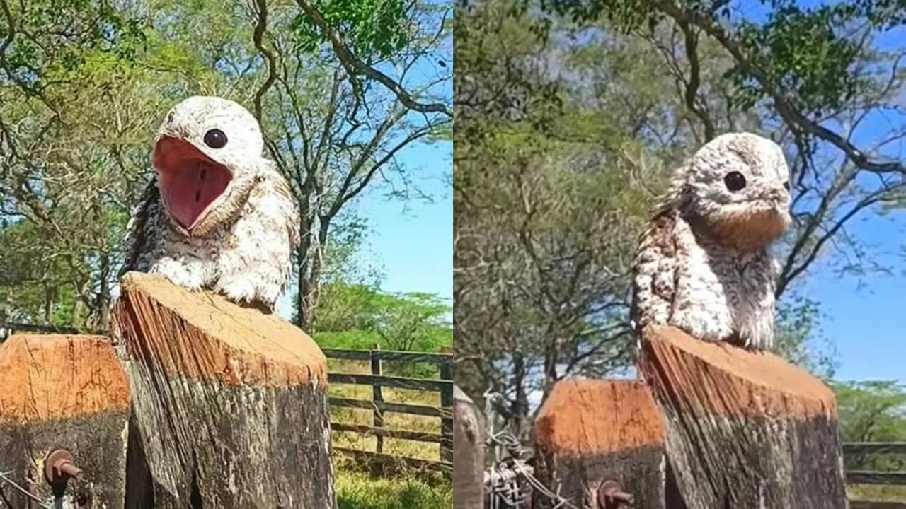 Woman stunned after capturing a mysterious 'ghost bird' sitting on a fence - Animal Awesome